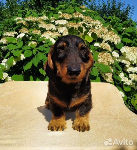 Щенок таксы миниатюрной жесткошëрстной