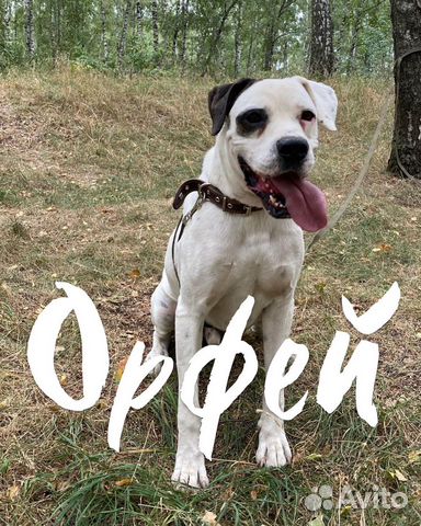 Аргентинский дог