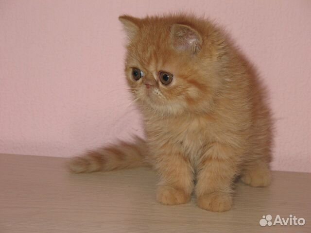 Экзотический котик