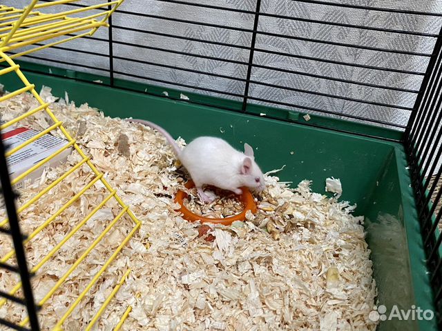 Белая мышь в добрые руки