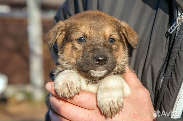 Щенок Маня 2 мес. Среднего размера, Привезем