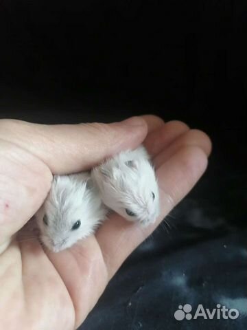 Джунгарские хомячки