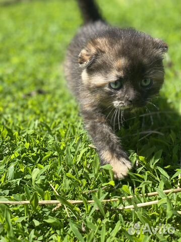 Британские вислоухие котята