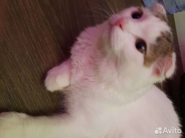 Шотландский вислоухий кот