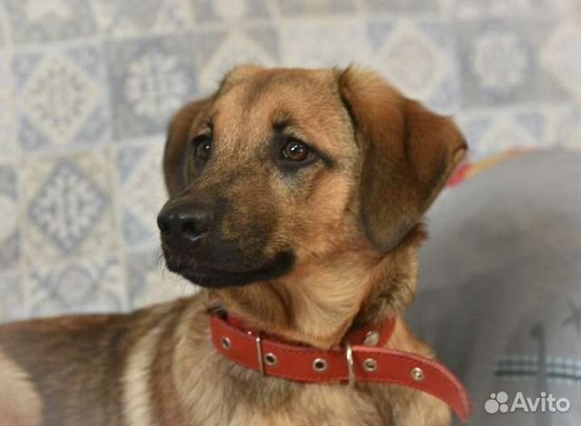 Собаки бесплатно в добрые руки
