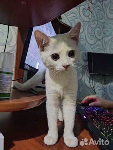 Кошечка в хорошие руки