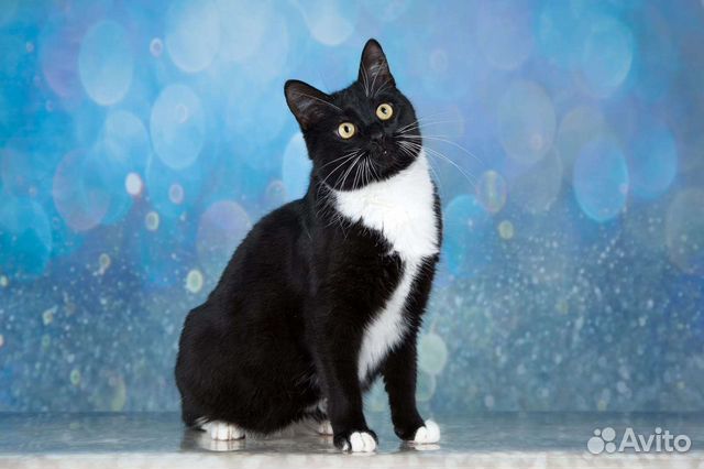 Очень ласковая кошка Маркиза в дар