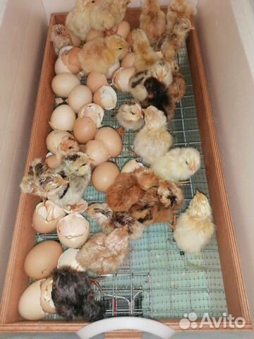 Цыплята суточные домашние
