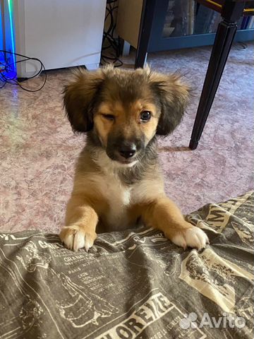 Отдам собачку в добрые руки