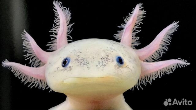 Аксолотль - Аквасалон Дискус - Казань