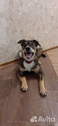 Пёс в добрые руки