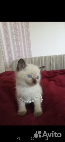 Сиамские (тайские ) голубоглазые котята