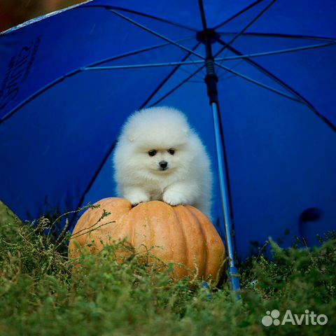 Ал-виши Белые малыши