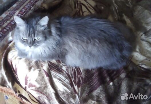 Сибирская кошка бесплатно