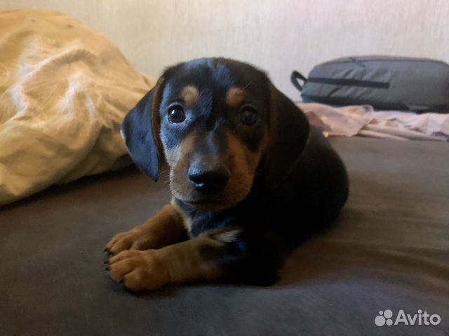 Щенок таксы