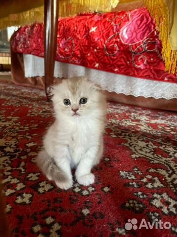 Шотландская вислоухая кошка
