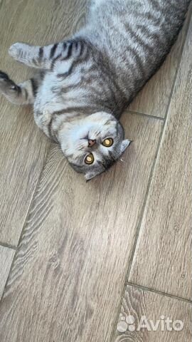 Шотландская веслоушка