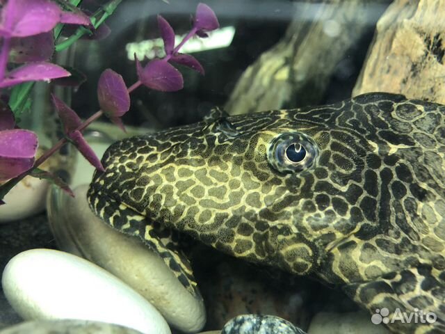 Сом плекостомус