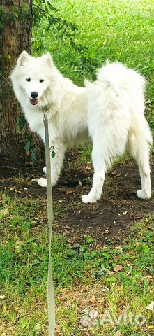 Отдам в добрые руки бесплатно самоеда