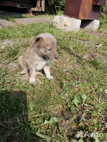 Продам щенков зсл