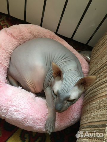 Кот сфинкс канадский