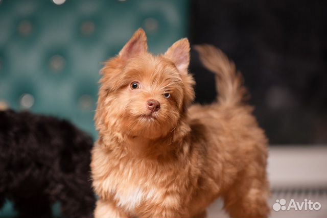 Жан, золотой мальчик с цветом брильянта во взгляде