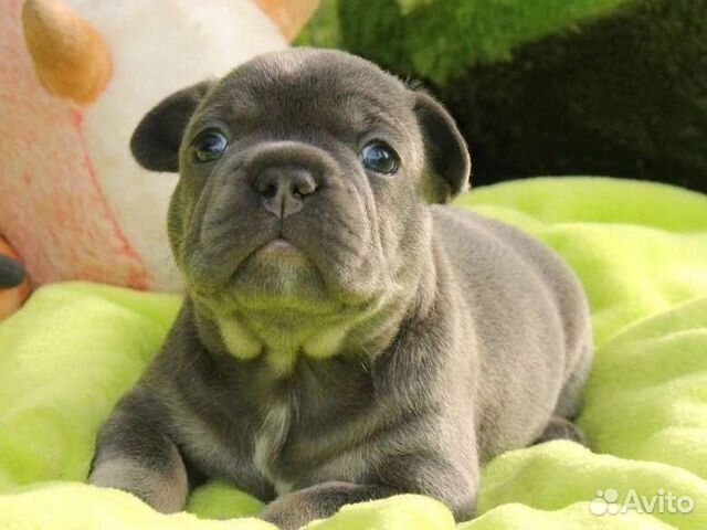 Французский бульдог