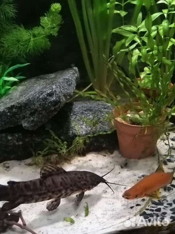 Сомик таракатум