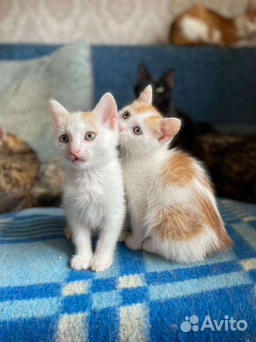 Котята рыжики