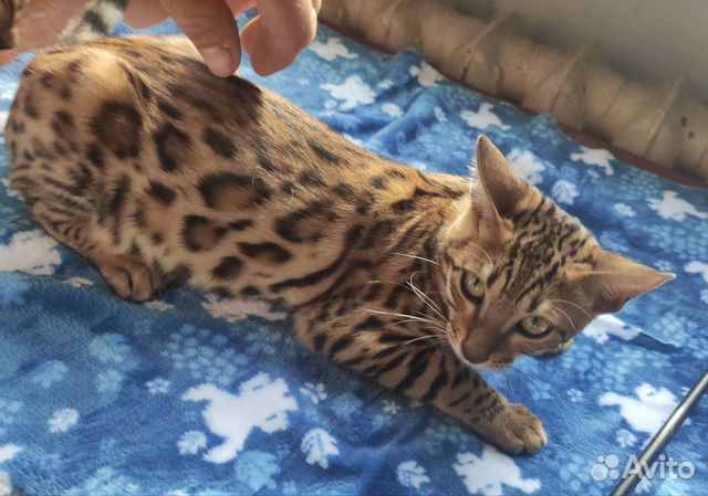 Бенгальские котята