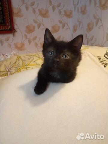 Отдаем котенка