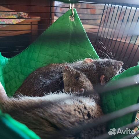 Отдаю двух крыс Дамбо (самцов)