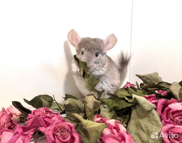 Мальки Шиншиллы