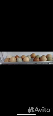 Инкубационное яйцо