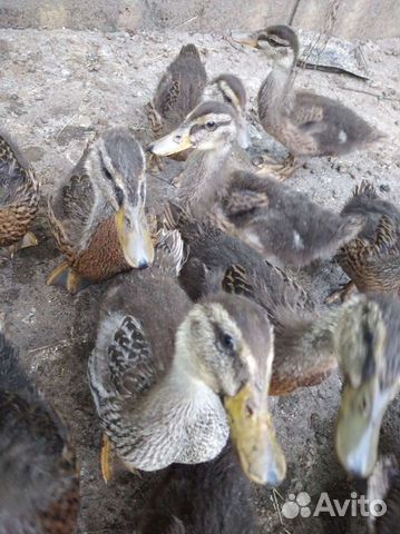 Дикие утята, месячные