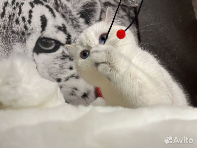 Британский котёнок