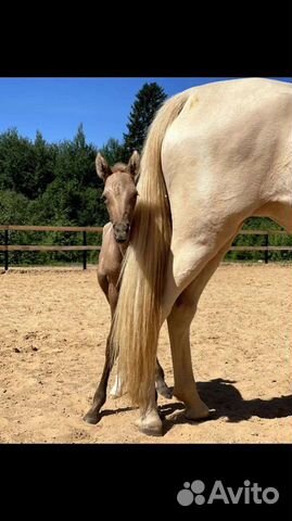 К бронированию кобылка