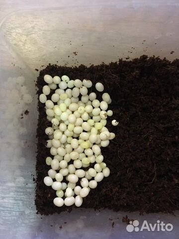 Яйца улиток Ахатина