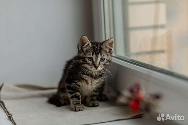 Котёночек девочка