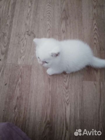 Кошки
