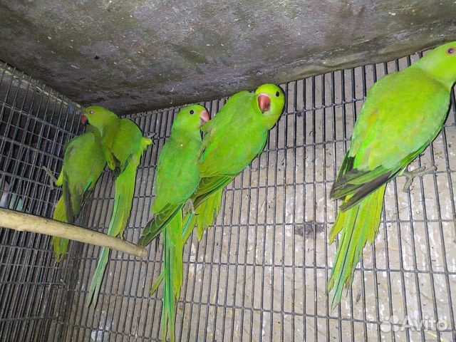 Попугай ожереловый