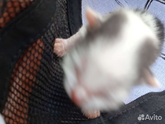 Котëнок беленький