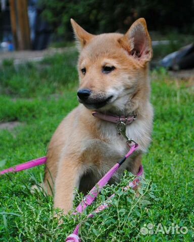 Рыжий мальчик сиба-ину