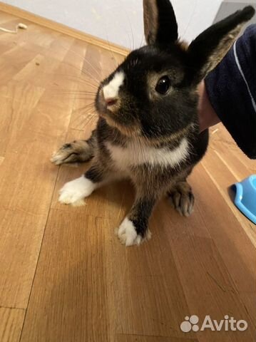 Крольчиха породы цветной карлик 7 месяцев + клетка