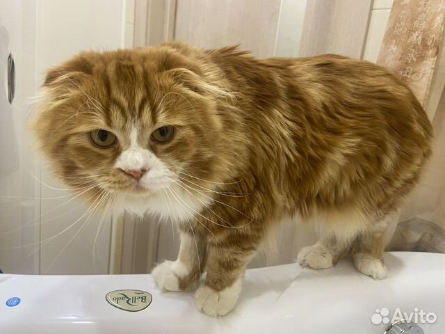 Коты на вязку шотландцы