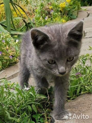 Серый котенок (мальчик)