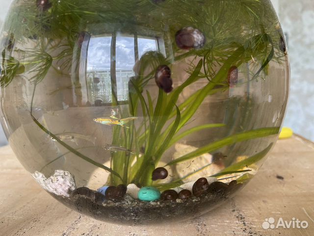 Отдам бесплатно рыбок