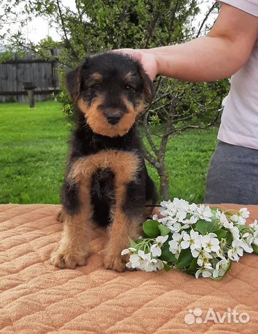 Щенки эрдельтерьера