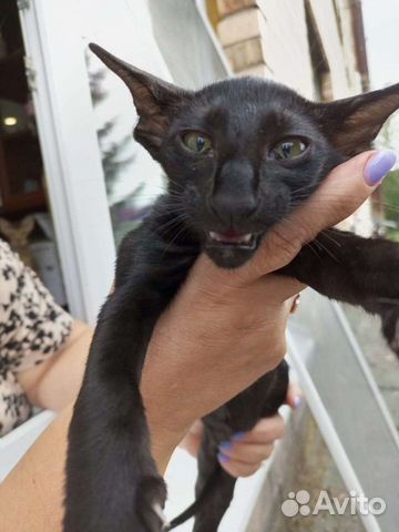 Ориентальная