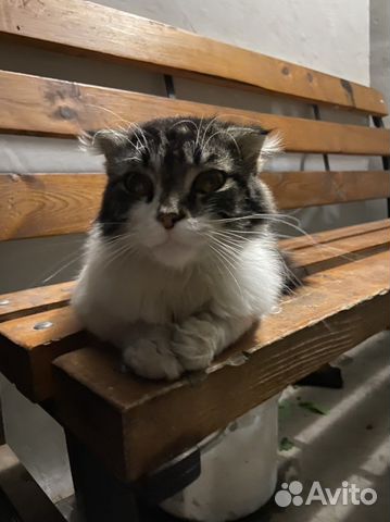 Кот